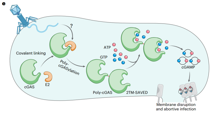 Nat Microbiol | 华中科技大学朱斌/黄锋涛等合作揭示噬菌体防御系统CBASS由一种模拟泛素途径的原核E2酶调节_腾讯新闻