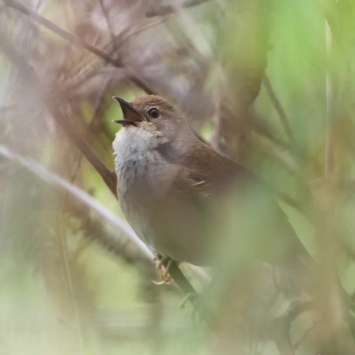 “神奇动物”在这里！盐田梅沙碳中和社区动物多样性本底调查简报出炉_腾讯新闻