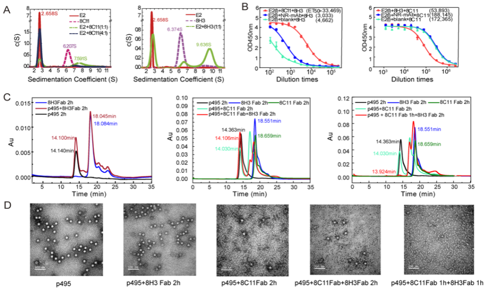 PNAS|厦门大学夏宁邵团队发现一种抗体间单向协同的病毒中和新机制_腾讯新闻