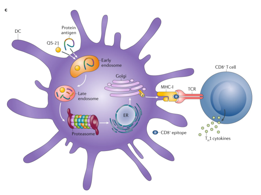 AbMole：疫苗佐剂QS-21在疫苗研究中的应用_腾讯新闻