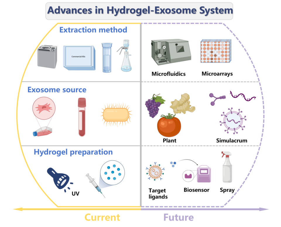 《Bioact. Mater.》四川大学华西医院解慧琪综述：组织工程中的水凝胶-外泌体系统——一种有前途的治疗策略_腾讯新闻
