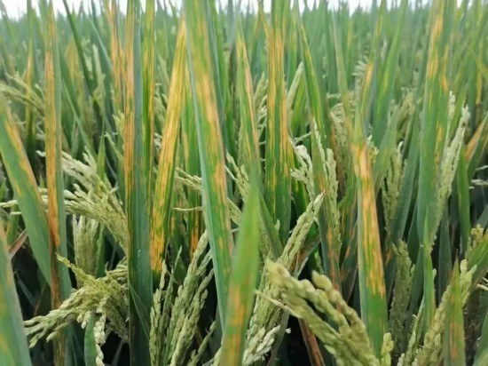 孙文献／王善之／Sheng Yang He团队合作揭示植物病原细菌获取营养新机制_腾讯新闻