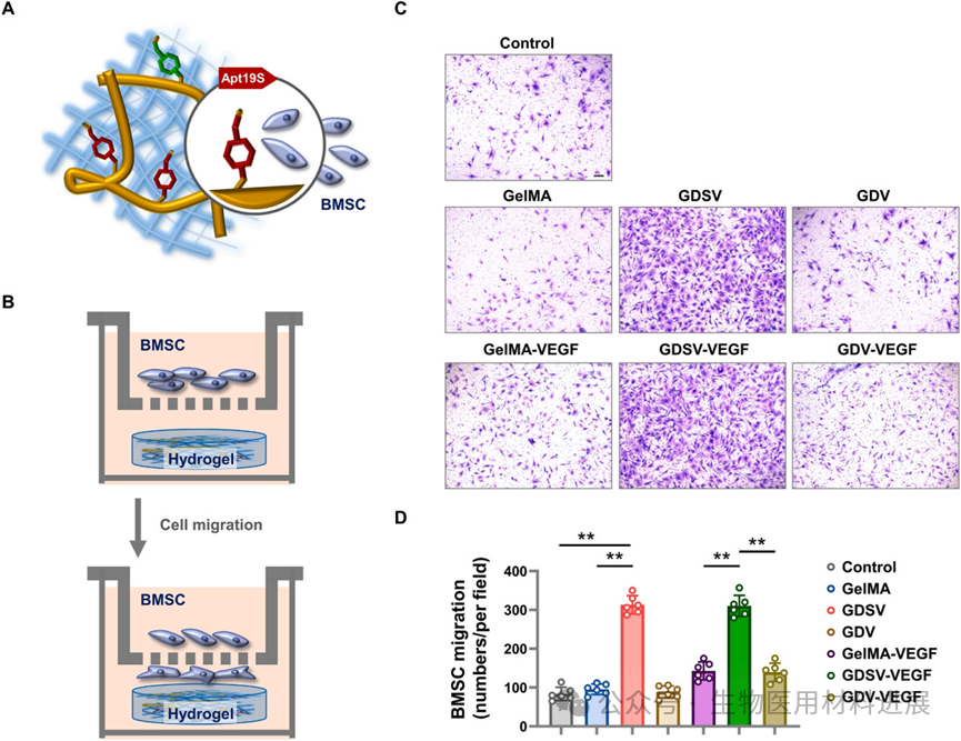 《Bioact. Mater.》上交大仁济医院陆尔奕、王鹏飞：加速血管化骨再生的细胞外基质模拟复合水凝胶_腾讯新闻