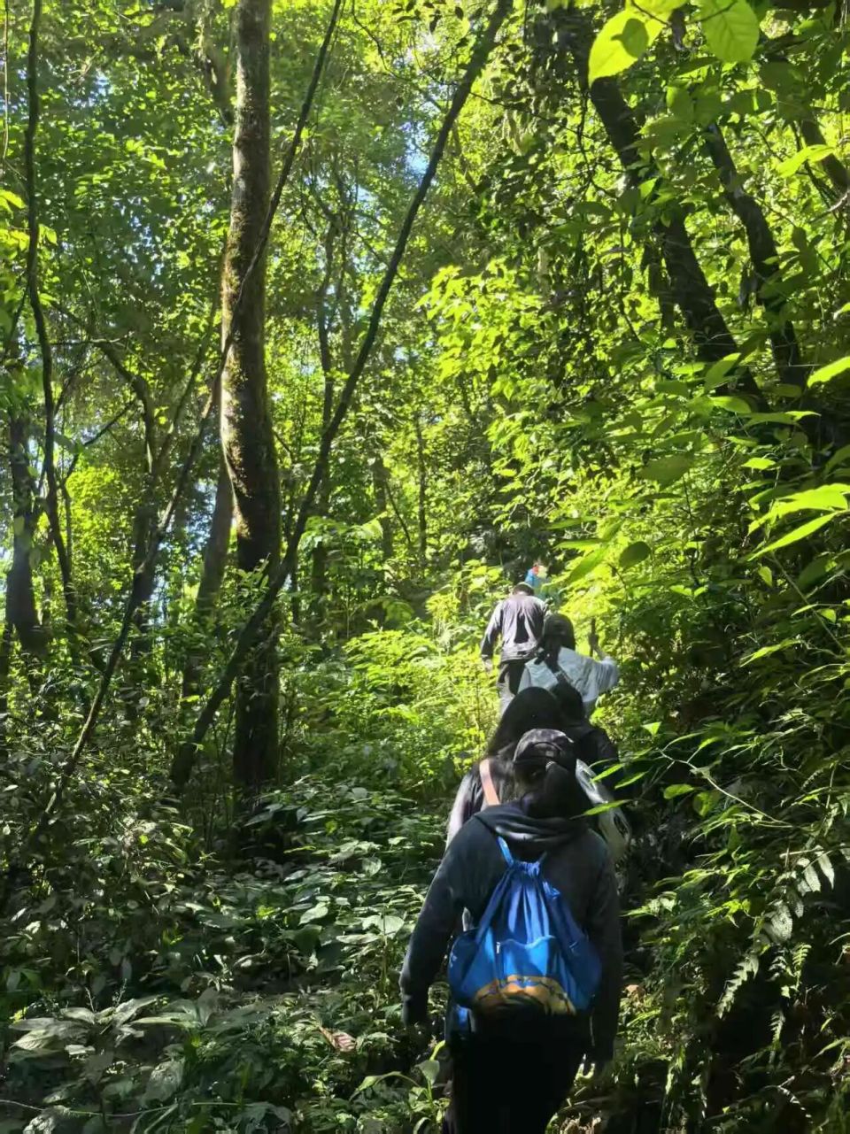 元旦来芒市徒步，赴一场与菲氏叶猴的邂逅_腾讯新闻