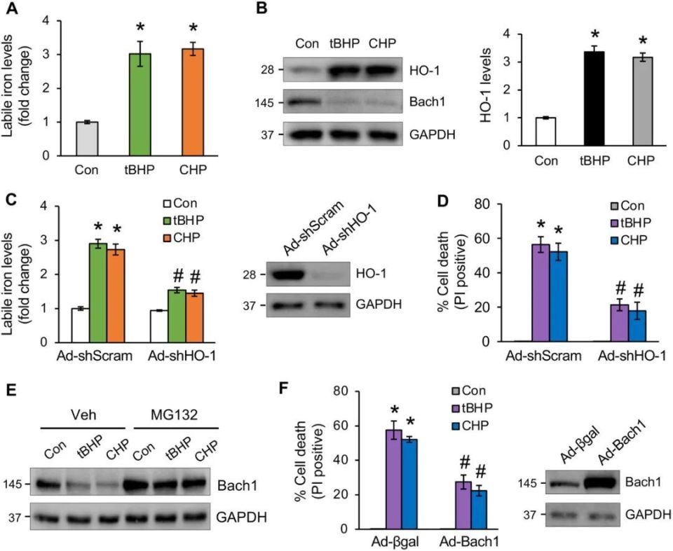 高达419项！2023年国自然大热点「铁死亡」，这么开展研究更易斩获高分！（最新研究思路）_腾讯新闻