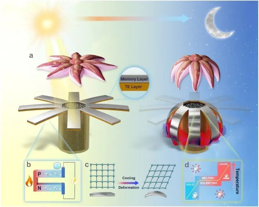深圳大学陈光明教授ACHM：向海星学节能！设计全天候自供能热电系统，实现昼夜持续发电_腾讯新闻