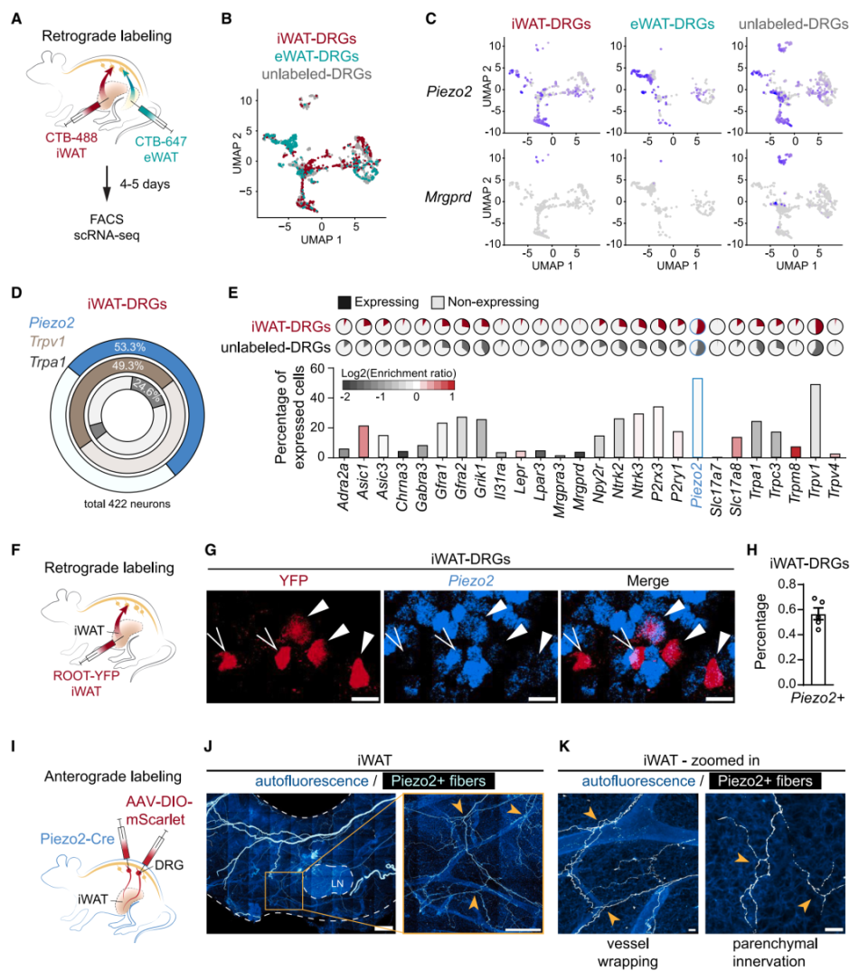 【Cell Metab】PIEZO2：内感觉的机械开关，诺奖课题组揭示DRG支配脂肪组织的奥秘_腾讯新闻