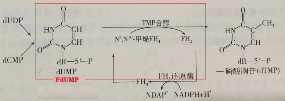 氟尿嘧啶、卡培他滨、替吉奥：一文讲透三者如何发挥抗肿瘤作用_腾讯新闻
