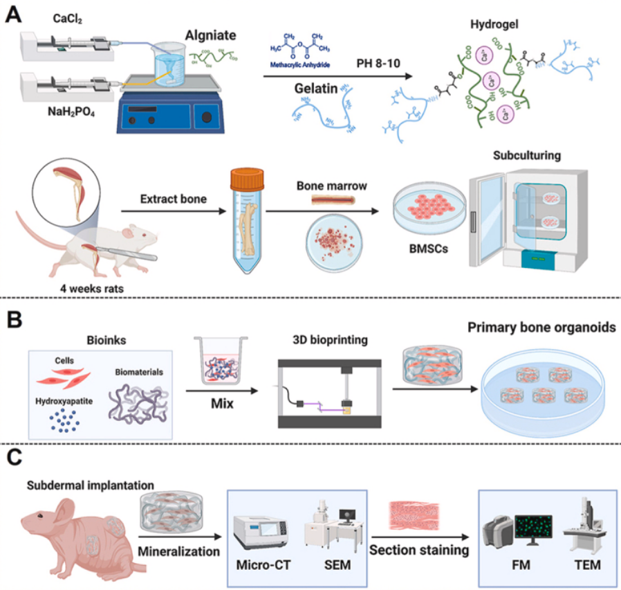 厉害了，3D打印骨类器官！Bioact Mater｜科学家开发出从干细胞到活体矿化骨神奇转变的新方法_腾讯新闻