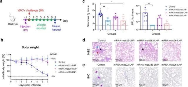 STTT封面文章｜靶向正痘病毒的组合mRNA抗体_腾讯新闻
