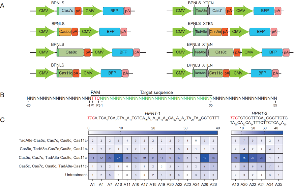中国农业大学团队优化Dvu I-C系统展现高效多功能基因编辑能力_腾讯新闻