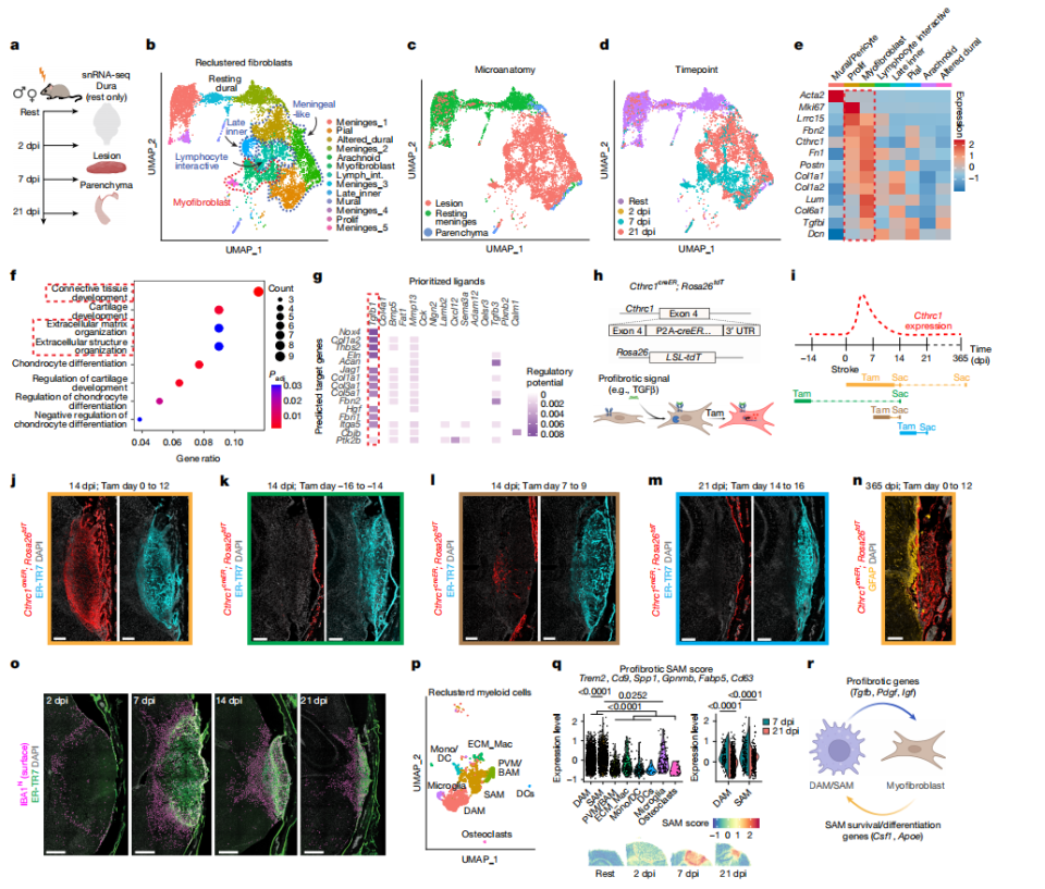 《Nature》大脑灾后重建队是谁？加州大学团队揭示成纤维细胞-免疫动态互作修复脑损伤机制 _腾讯新闻