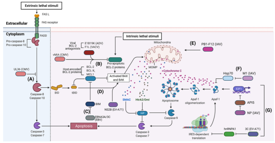 Trends Microbiol：感染期间，线粒体如何介导病毒的氧化应激？_腾讯新闻