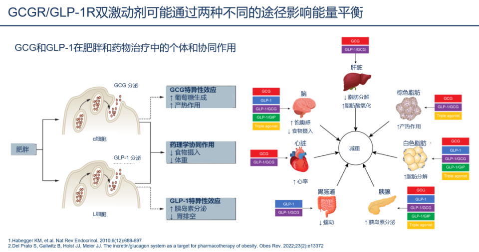从GLP-1R到GCGR：肥胖及MASH等代谢性疾病治疗的新靶点_腾讯新闻