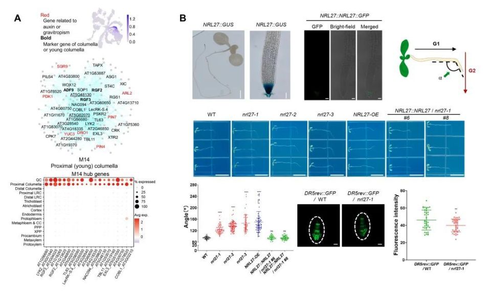 Cell Rep Methods+Plant Commun | 中国科大马世嵩课题组开发新型单细胞基因共表达网络分析算法_腾讯新闻