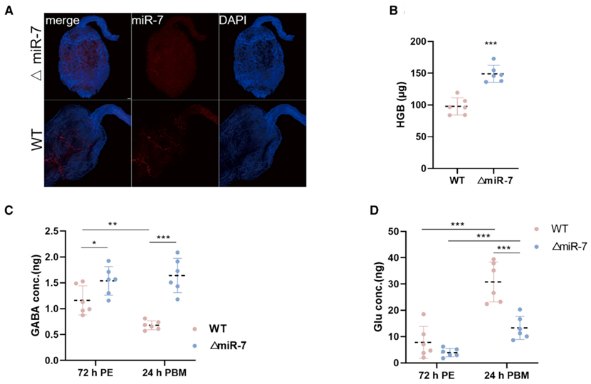 Cell Rep：东南大学揭示miR-7-GABA轴调控埃及伊蚊繁殖全程 | Cell Press论文速递_腾讯新闻