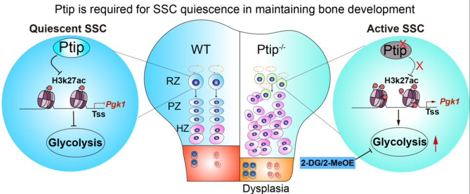 Sci. Bull. | 口颌系统重建与再生全国重点实验室揭示Ptip通过表观-代谢轴决定骨骼干细胞命运_腾讯新闻