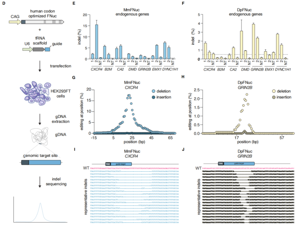 比张锋团队提前半个月，姜凯议等人全面解析真核生物中的CRISPR样系统——Fanzor_腾讯新闻
