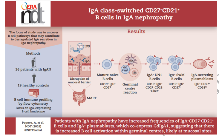 机制更新丨IgA肾病的元凶，Gd-IgA1的产生与这两种细胞异常相关_腾讯新闻