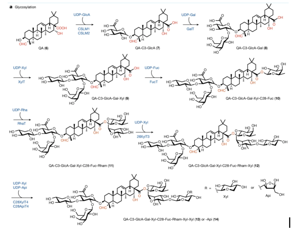 AbMole：疫苗佐剂QS-21在疫苗研究中的应用_腾讯新闻