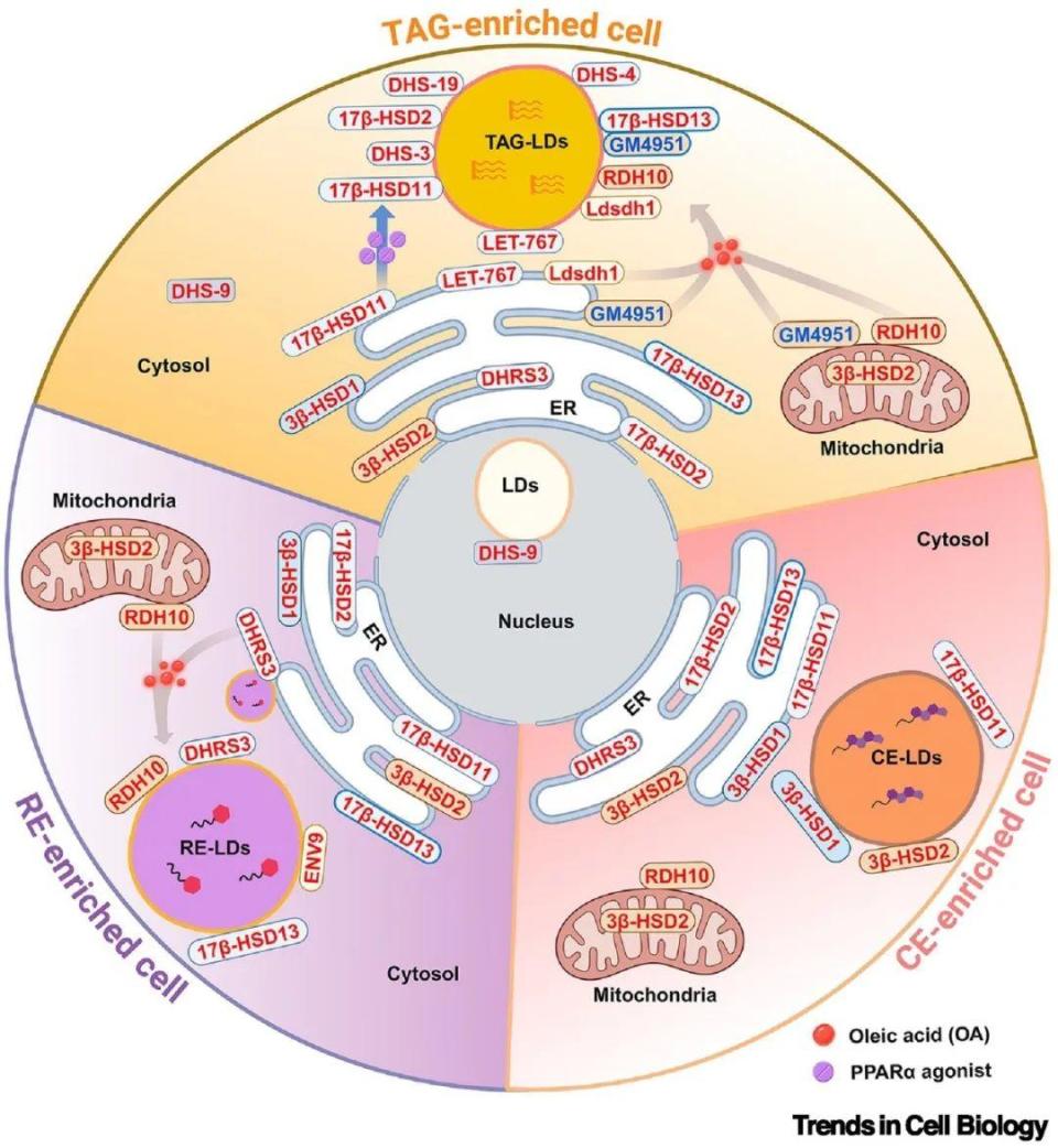 云南大学梁斌团队Trends in Cell Biology综述 | 羟基类固醇脱氢酶HSD蛋白调控脂滴和脂质稳态进展_腾讯新闻