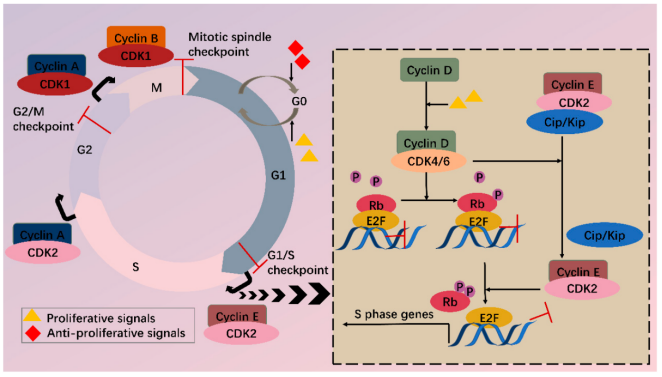 CDK4/6 抑制剂怎么能既「抑制骨髓」又「保护骨髓」？_腾讯新闻