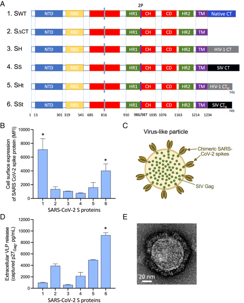 【文献阅读】PNAS|再创新！通过共表达gag蛋白和嵌合Spike，使得新冠mRNA 疫苗形成VLP而提升中和抗体滴度和广谱性_腾讯新闻