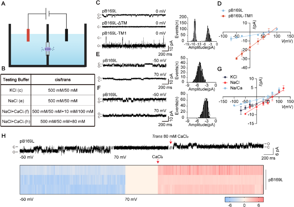 PLOS PATHOG |哈兽研揭示非洲猪瘟病毒B169L蛋白具有形成阳离子通道和调控病毒复制的“双重作用”_腾讯新闻