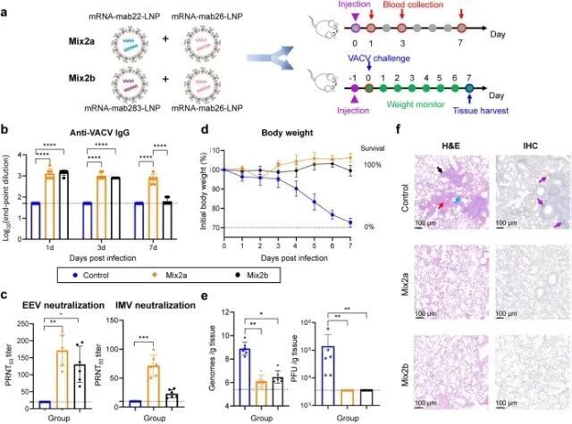 STTT封面文章｜靶向正痘病毒的组合mRNA抗体_腾讯新闻