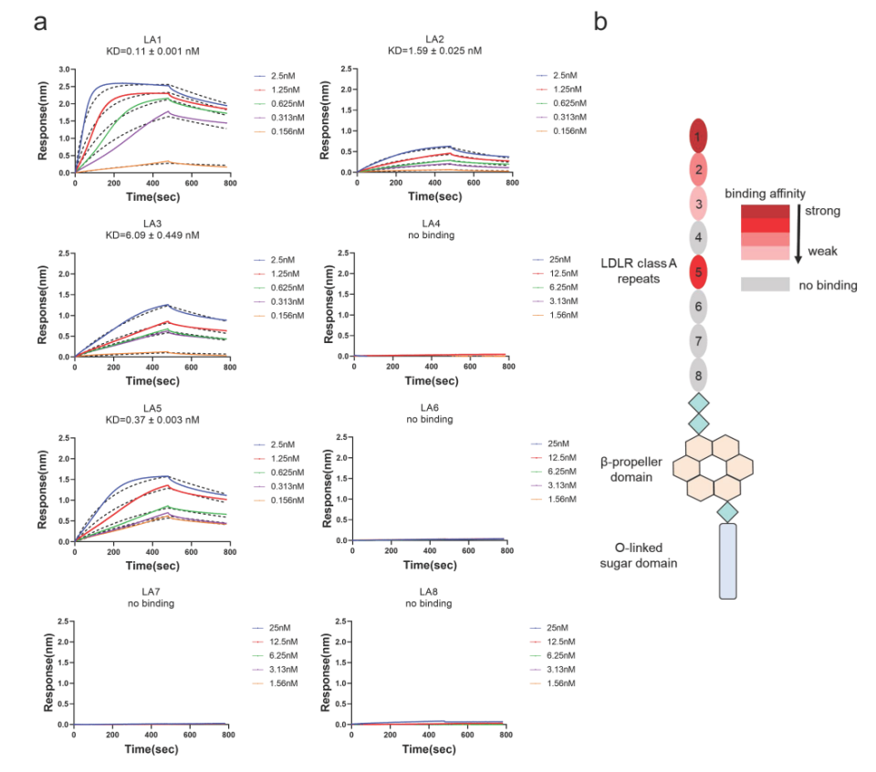 【前沿&进展】Nature Communications| 清华大学团队与武汉病毒研究所团队合作解析西方马脑炎病毒与VLDLR受体识别机制_腾讯新闻