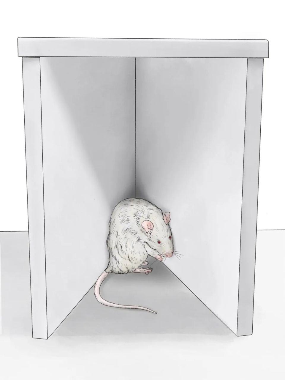 脑声问答（18）期丨什么是啮齿动物转角实验（Corner Turn Test）？_腾讯新闻