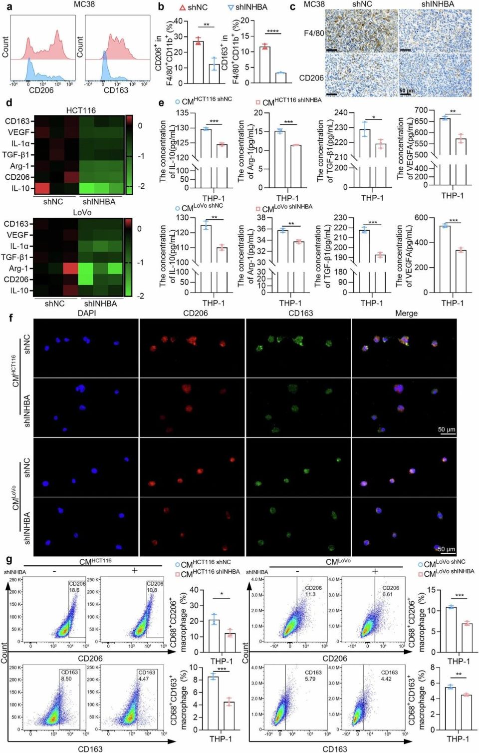 STTT | 湖南省肿瘤医院袁霞&中南大学周艳宏团队首次系统揭示INHBA通过双重路径推动结直肠癌恶性进展的分子机制_腾讯新闻