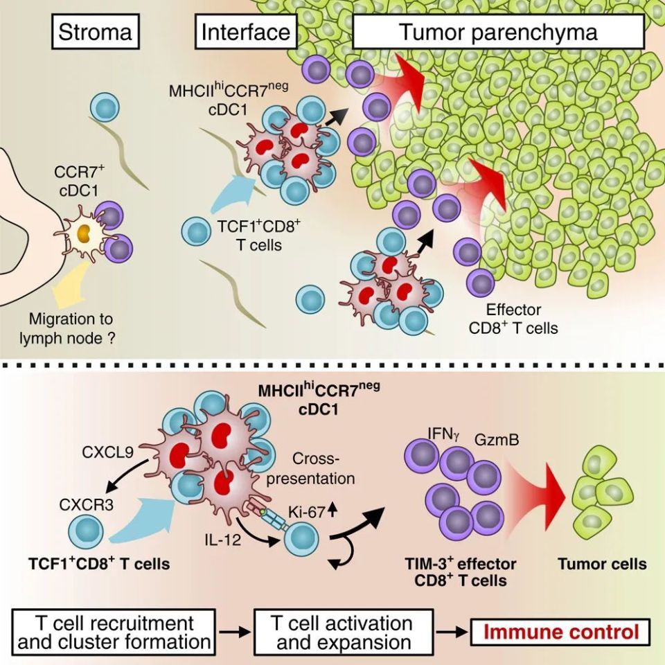 《癌细胞》：科学家发现激活抗肿瘤CD8阳性T细胞的关键树突状细胞亚群！_腾讯新闻