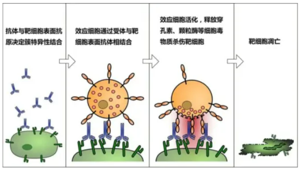 抗肿瘤免疫治疗，什么是抗体介导的ADCC，CDC，ADCP效应？_腾讯新闻