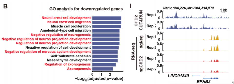 癌细胞和神经元之间还会“对话”！研究发现肿瘤会借此机会生长_腾讯新闻