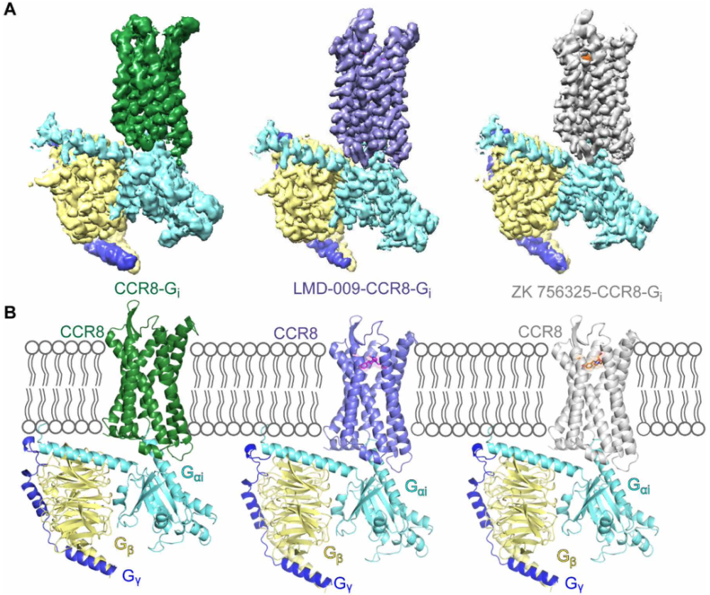 上科大团队解析肿瘤免疫靶点CCR8的冷冻电镜结构，为药物设计提供精确指导_腾讯新闻
