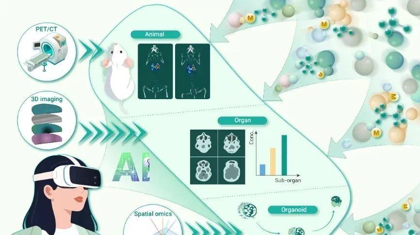 The Innovation | 面向光电催化分解水应用的赤铁矿光阳极中单原子助催化剂的兴起_腾讯新闻