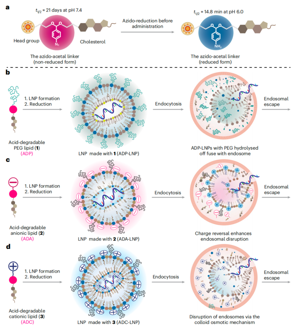 Nature子刊：王爱军团队等开发可酸降解的LNP，增强mRNA递送_腾讯新闻