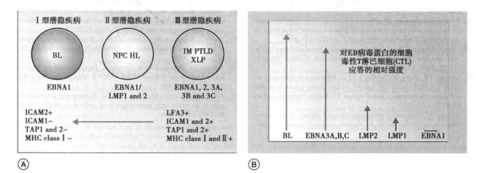 EB病毒疫苗：开发进展与疫苗策略！鼻咽癌与淋巴瘤“元凶”之一，如何攻破其预防难关……_腾讯新闻