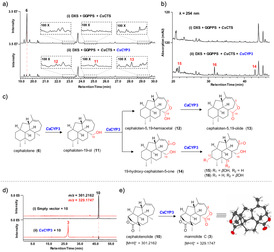 医科院药物所戴均贵团队Angew｜四个细胞色素P450酶介导三尖杉烷型二萜独特结构生物合成_腾讯新闻