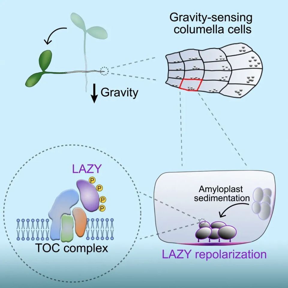 成果登上Cell，解决百年科学难题，两位95后博士转身创业，推动美妆原料源头创新丨专访未名拾光团队_腾讯新闻