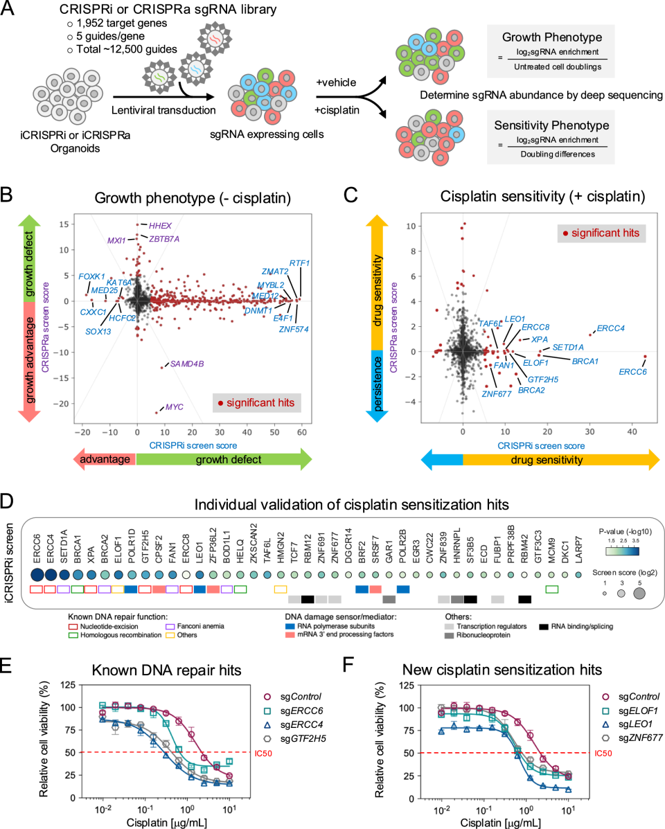 告别小鼠模型？革命性“人源类器官”问世！Nat Commun｜大规模CRISPR筛选结合3D胃类器官，基因-药物相互作用新突破_腾讯新闻