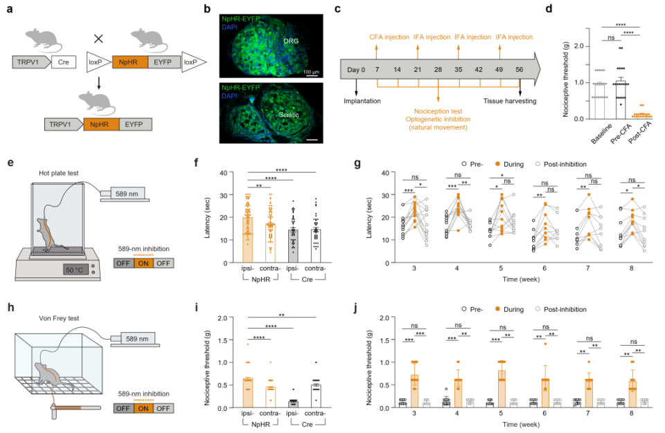 《Nature Methods》密歇根州立刘心悦、纽约州立饶思圆：抗疲劳可拉伸水凝胶在外周神经实现光遗传止痛_腾讯新闻