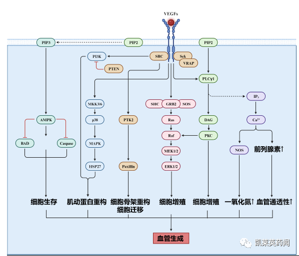和黄/武田：FDA批准VEGFR抑制剂呋喹替尼用于治疗经治转移性结直肠癌_腾讯新闻