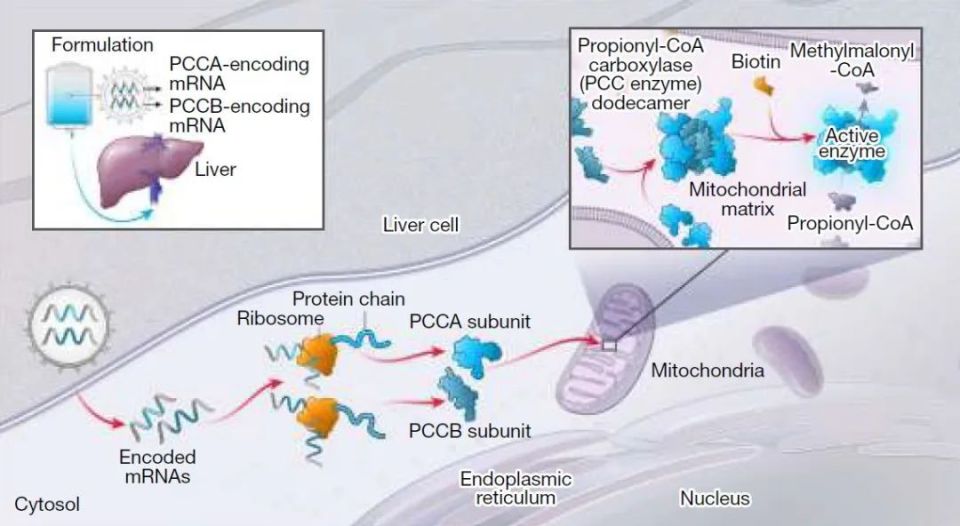 登上《自然》！mRNA疗法治疗致命罕见病，最新临床试验结果公布_腾讯新闻