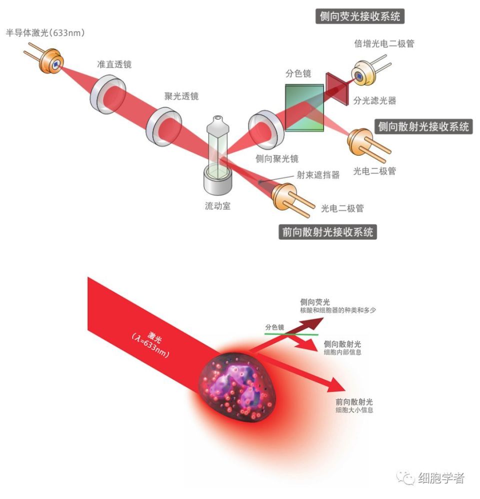 看懂血常规散点图，这一篇就够了！_腾讯新闻