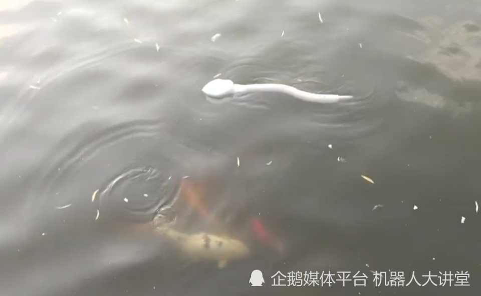 IEEE TRO发表！上大史航团队研发“白龙”仿生水下软体蛇形机器人实现自运动感知与在线步态控制_腾讯新闻