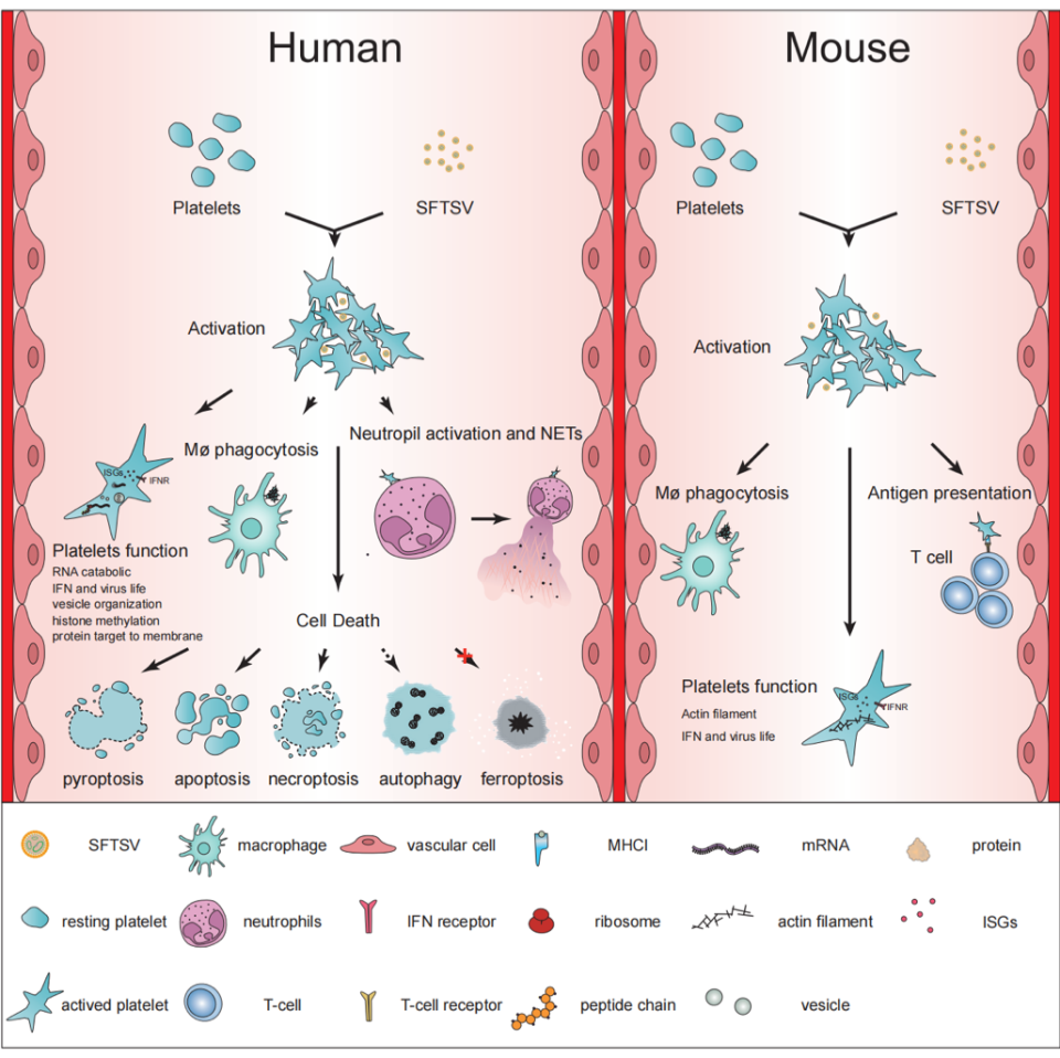 武汉病毒所邓菲/沈姝团队在SFTS引发血小板减少机制方面取得研究进展_腾讯新闻