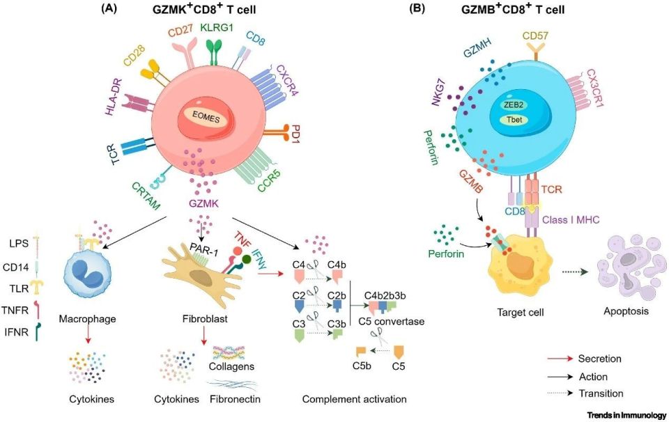 刘争/余迪教授团队Trends in Immunology封面综述 | GZMK⁺CD8⁺T细胞—超越细胞毒性的多面角色_腾讯新闻