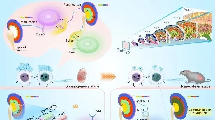 The Innovation Life | Split-HaloTag：为细胞生理活动的精准记录提供新方案_腾讯新闻